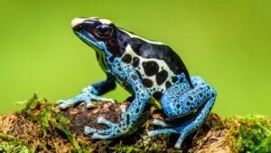 Spotting AI: Knowing How to Recognise Real vs AI Images - Britannica ...